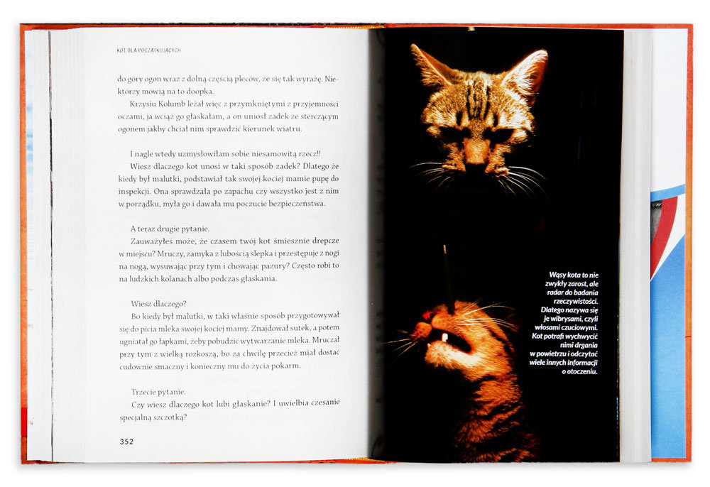 Kot dla początkujących - Pawlikowska Beata | Książka w Sklepie EMPIK.COM