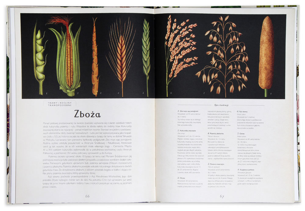 Botanicum - Willis Kathy | Książka w Sklepie EMPIK.COM