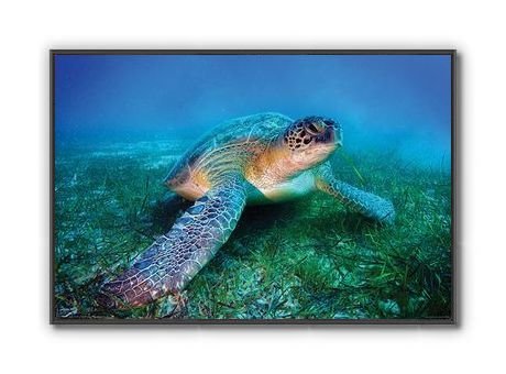LOGGERHEAD SEA TURTLE plakat 91x61cm - Pyramid Posters | Sklep EMPIK.COM