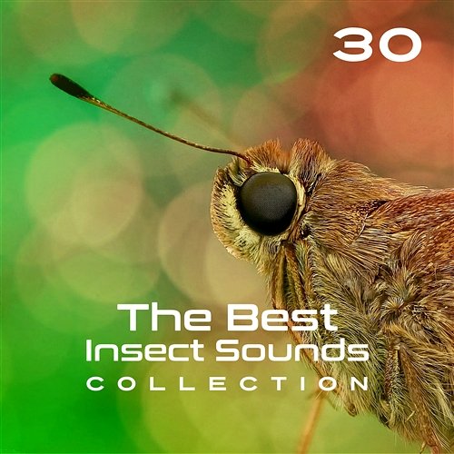 30 the Best Insect Sounds Collection: Fly with Creature, Sound Effects ...