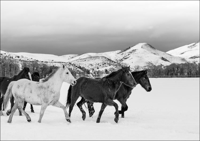 A mixed herd of wild and domesticated horses frolics on the Ladder ...