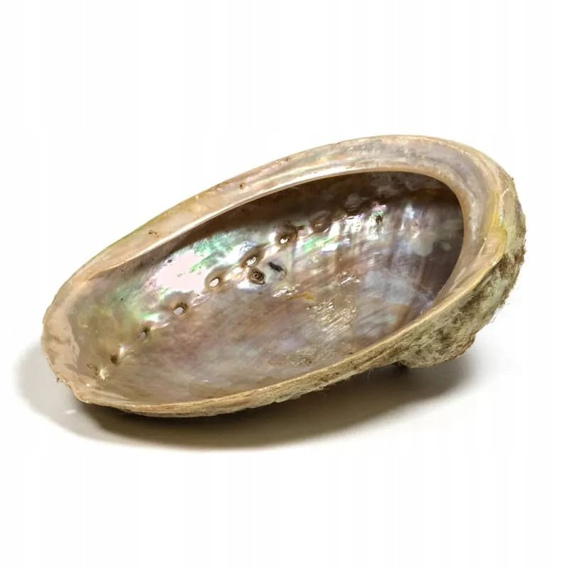 Abalone muszla Podstawka M - Inny producent | Sklep EMPIK.COM