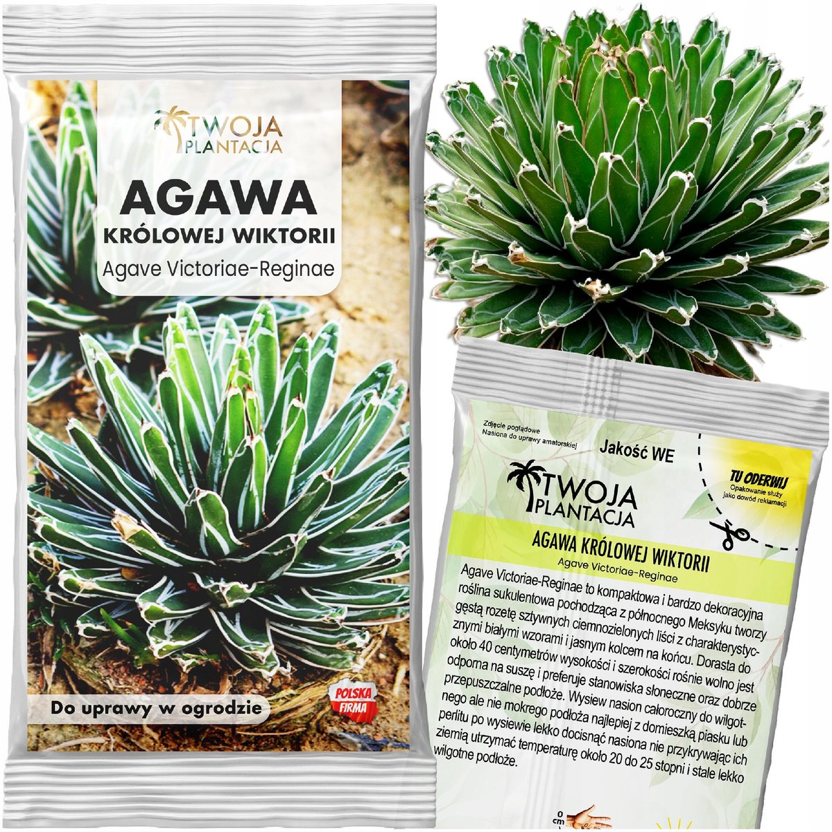 Agawa KRÓLOWEJ WIKTORII Wielka Agave Victoriae-Reginae 5 świeżych ...
