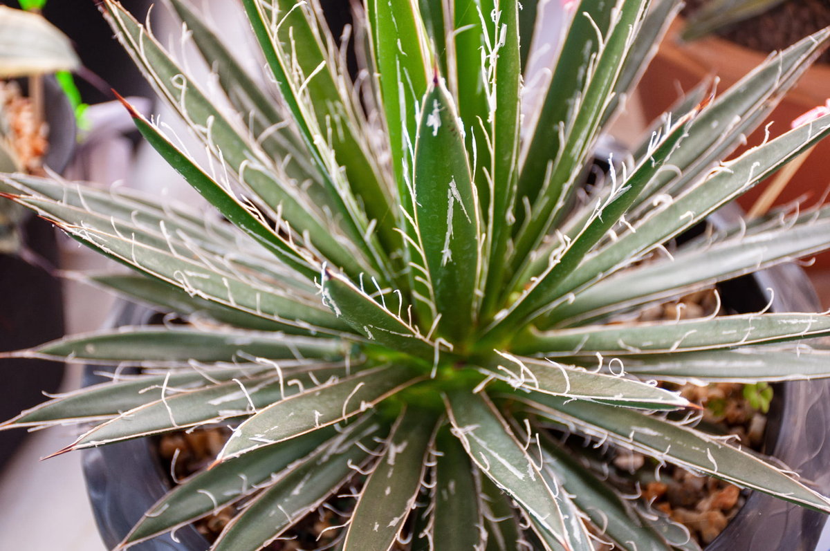 Agawa Nitkowa Agave Filifera Agawa Nitkowa P10 - DIXIE STORE | Sklep ...