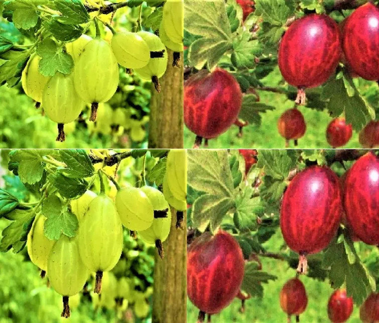 AGREST Pakiet 4 sztuki - sadzonki 30 / 50 cm - Inna marka | Sklep EMPIK.COM