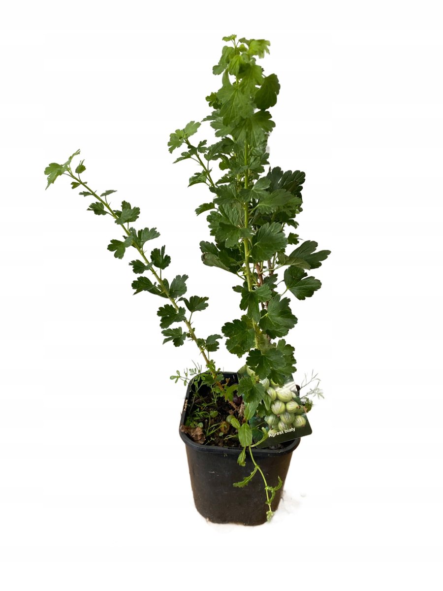 Agrest zielony-Ribes Hinnonmäki Green Doniczka Ø 19 cm - Wysokość ok ...