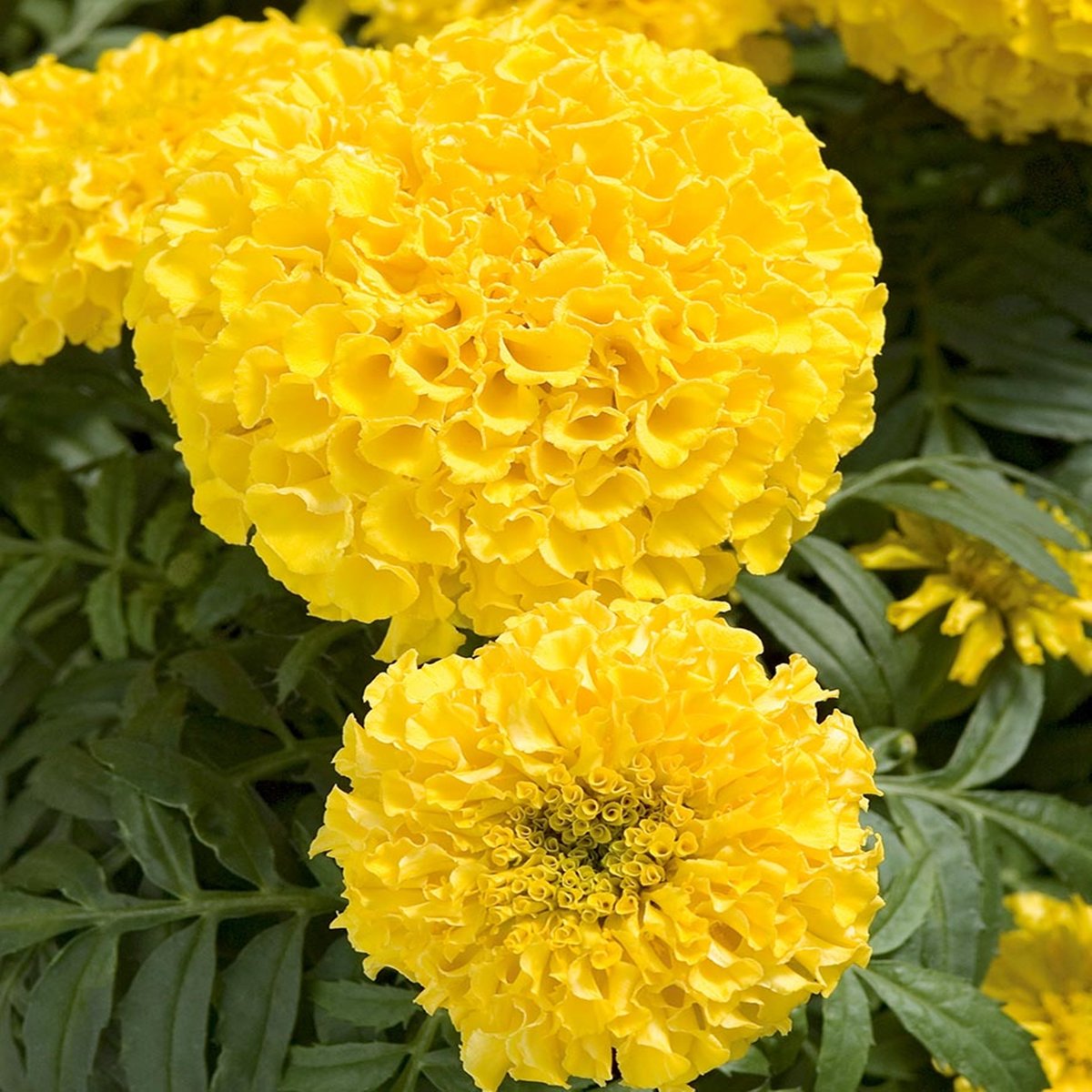 Aksamitka Wielkokwiatowa Moonlight Żółta nasiona - Toraf | Sklep EMPIK.COM