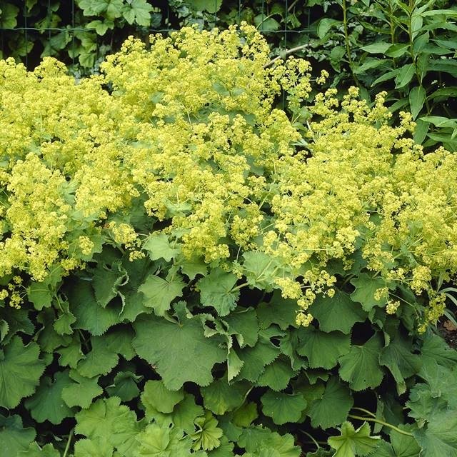 Alchemilla mollis Przywrotnik miękki 1 szt. - Królik | Sklep EMPIK.COM
