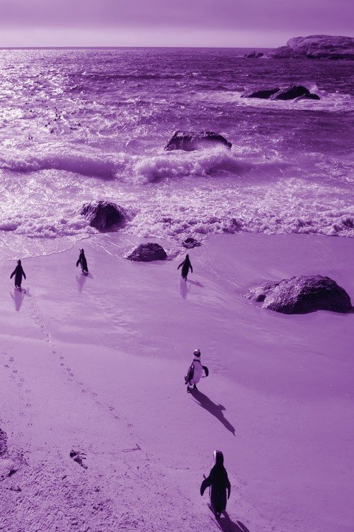 Alive! Little Penguin Friends - Violet Duotone - Photo Art Notebooks (6 ...
