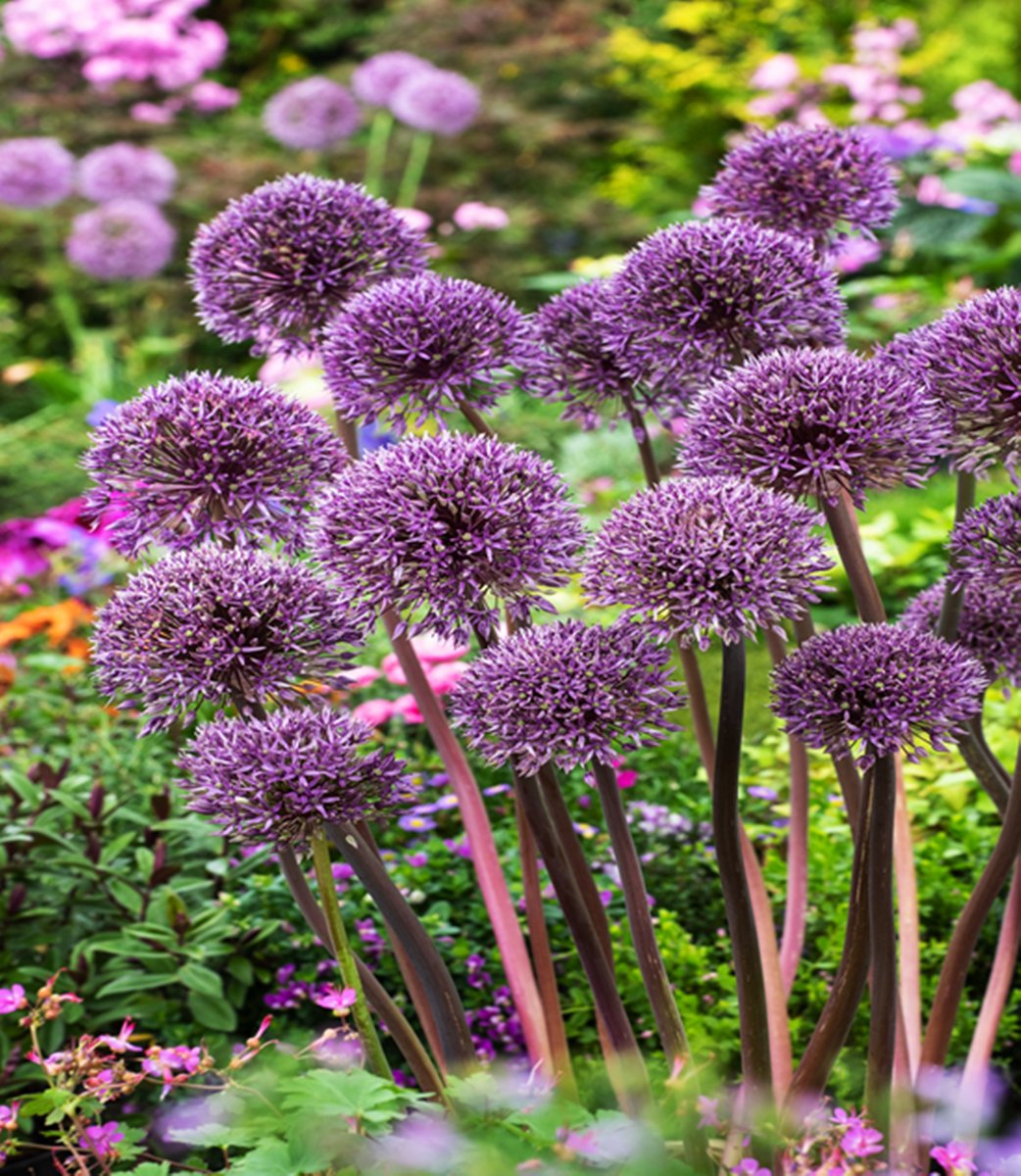 Allium Czosnek Jackpot 1 szt cebulki cebule - Inna marka | Sklep EMPIK.COM