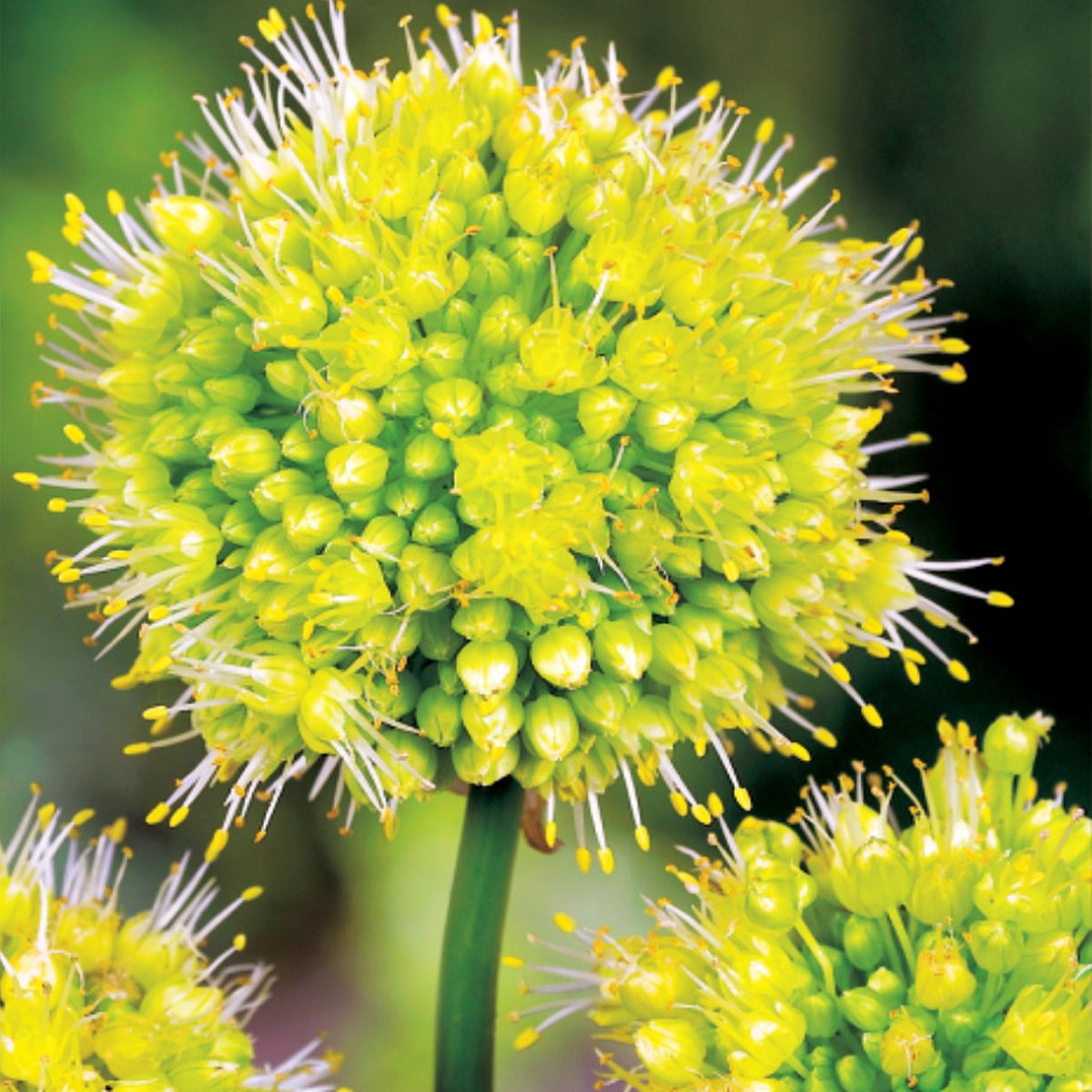 Allium Czosnek Ozdobny Obliquum Yellow 1 szt - Inna marka | Sklep EMPIK.COM