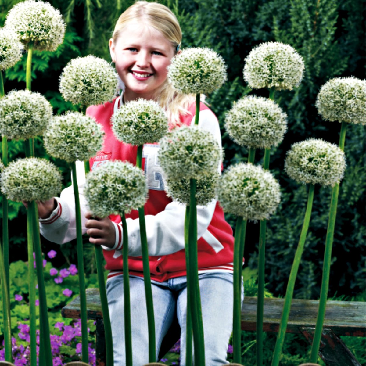 Allium Czosnek Ozdobny White Giant 1 szt cebulki - Inna marka | Sklep ...