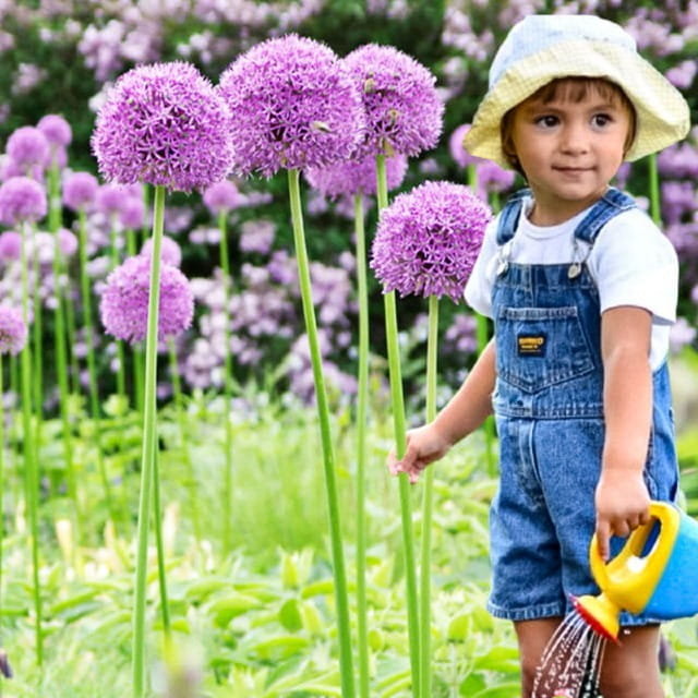 Allium Czosnek polski Gladiator 18/20 1 szt. cebule cebulki od ...