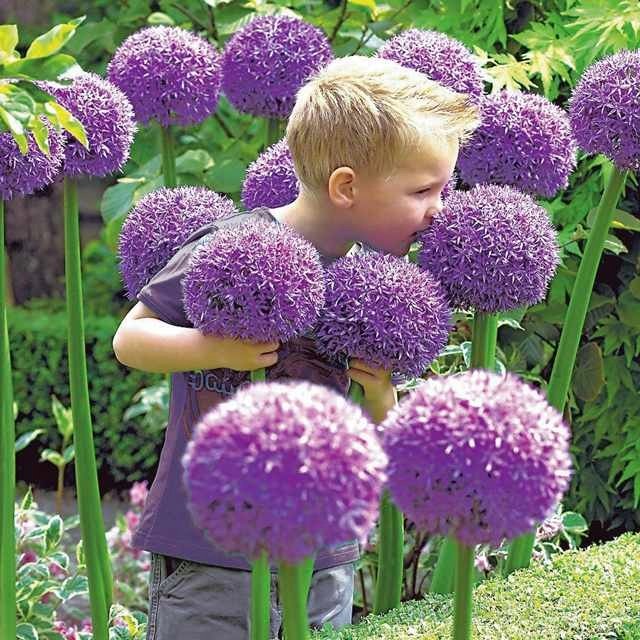 Allium Czosnek polski Globemaster 1 szt. 24/+ cebule cebulki Kwiat ...
