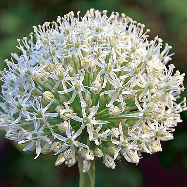 Allium Czosnek polski Mount Everest 1 szt 16/18 cebule cebulki ...