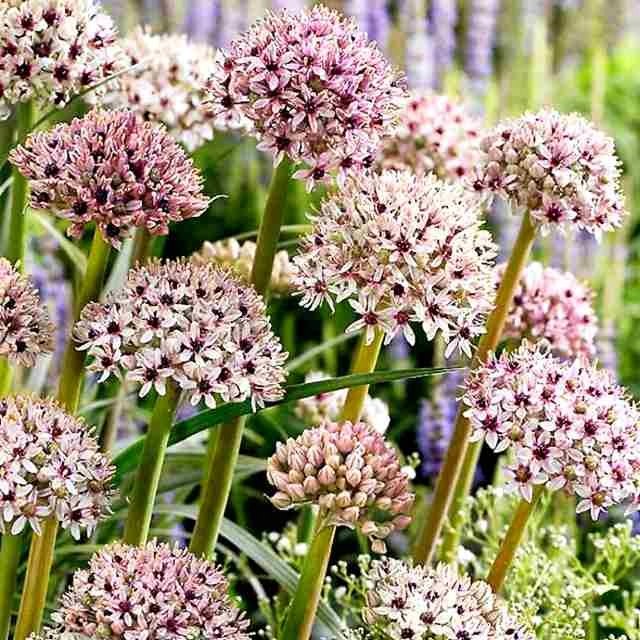 Allium Czosnek polski Silver Spring 1 szt. 14/16 cebule cebulki ...