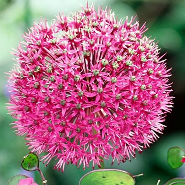 Allium Czosnek polski Stipitatum 1 szt. 24/+ cebule cebulki - Królik ...