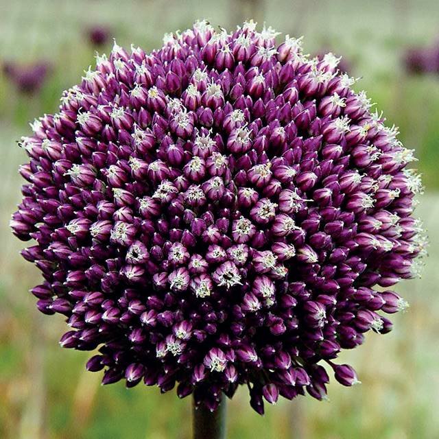 Allium Czosnek polski Summer Drummer 1 szt. 14/16 cebule cebulki ...