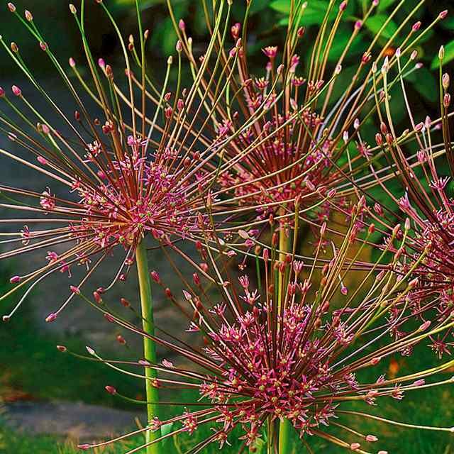 Allium Schubertii Czosnek Szuberta 1 szt. cebulki cebule kwiaty - Inna ...