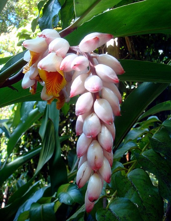 ALPINIA MUTICA (DWARF CARDAMOM) 5 NASION - DobreNasiona.pl | Sklep ...