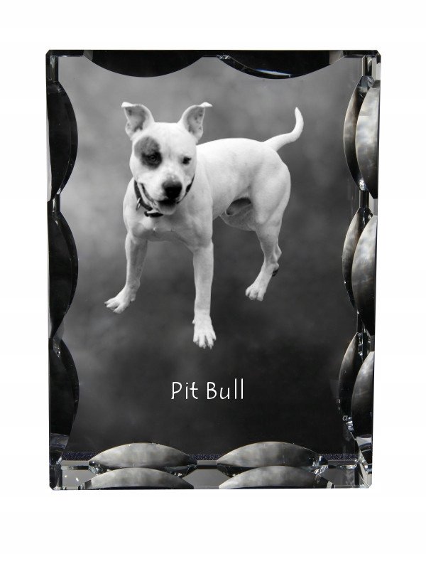 Amerykański Pitbulterier, Pit Bull, American Pit Bull Terrier, Pitbul ...