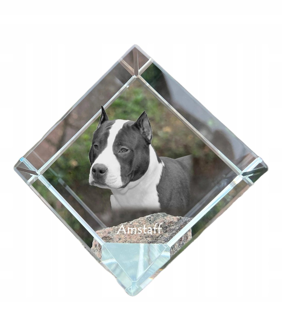 Amerykański Staffordshire Terrier, Amstaff, Amstaf - Kryształowa Kostka ...