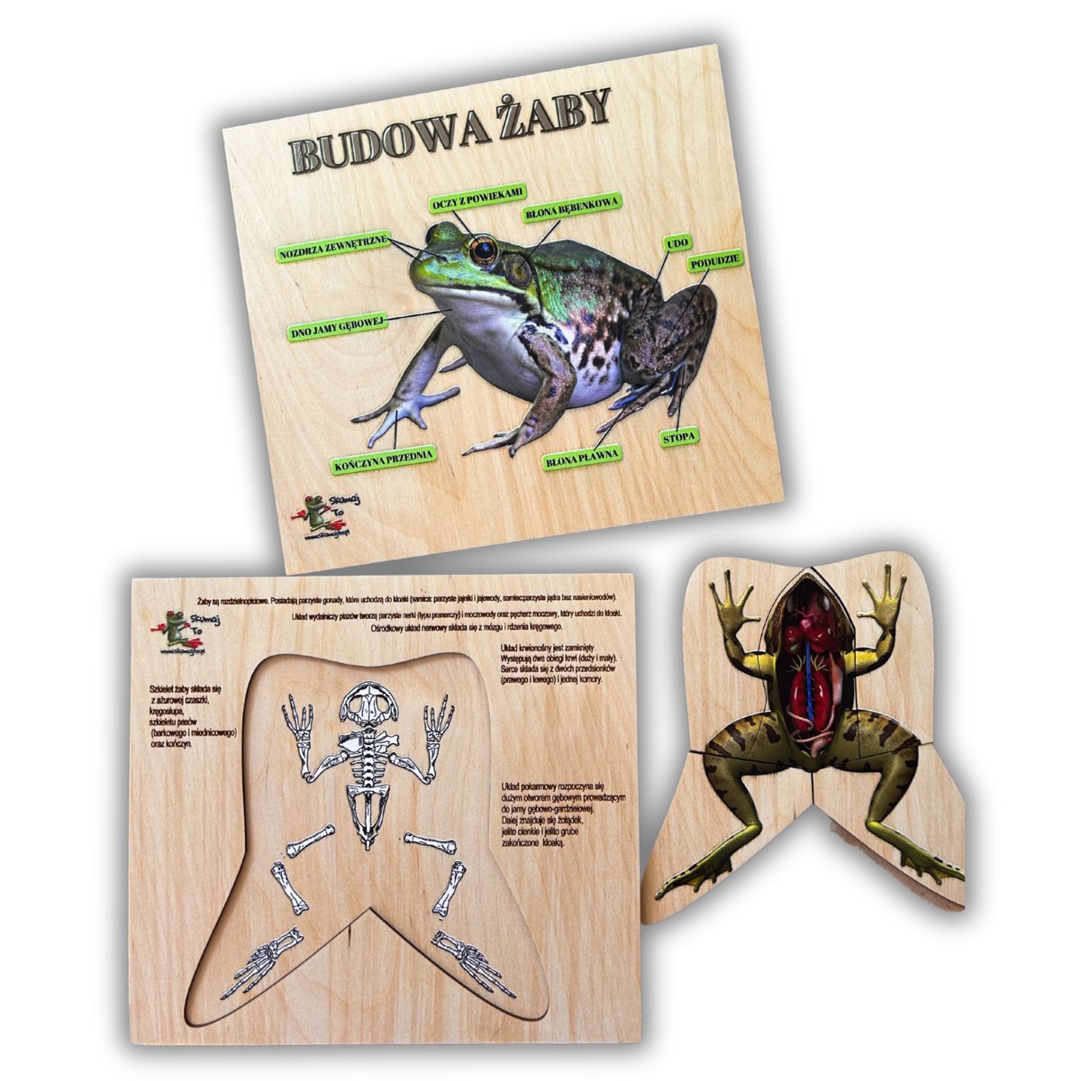 Anatomia żaby, drewniana układanka, budowa żaby - Inna marka | Sklep ...