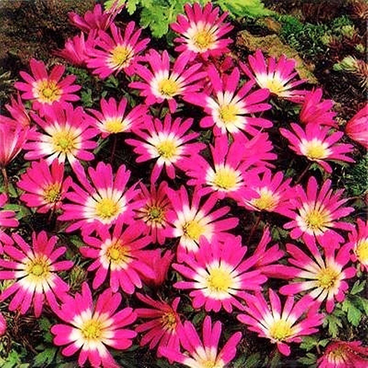 Anemon Grecki Zawilec Rosea 10 szt Anemony Zawilce - BENEX | Sklep ...