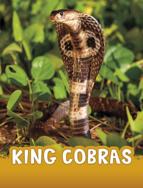 Animals, King Cobras - Jaclyn Jaycox | Książka w Empik