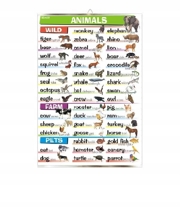 Animals: wild, farm, pets plansza angielski plakat - VISUAL System ...