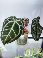 Anthurium (Michelle X Zara) X Zara By Docblock Ø-10Cm H-20Cm - Inna ...