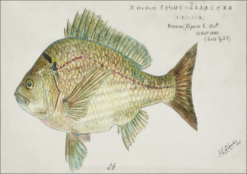Antique fish acanthopagrus butcheri black bream, F. E. Clarke - plakat ...