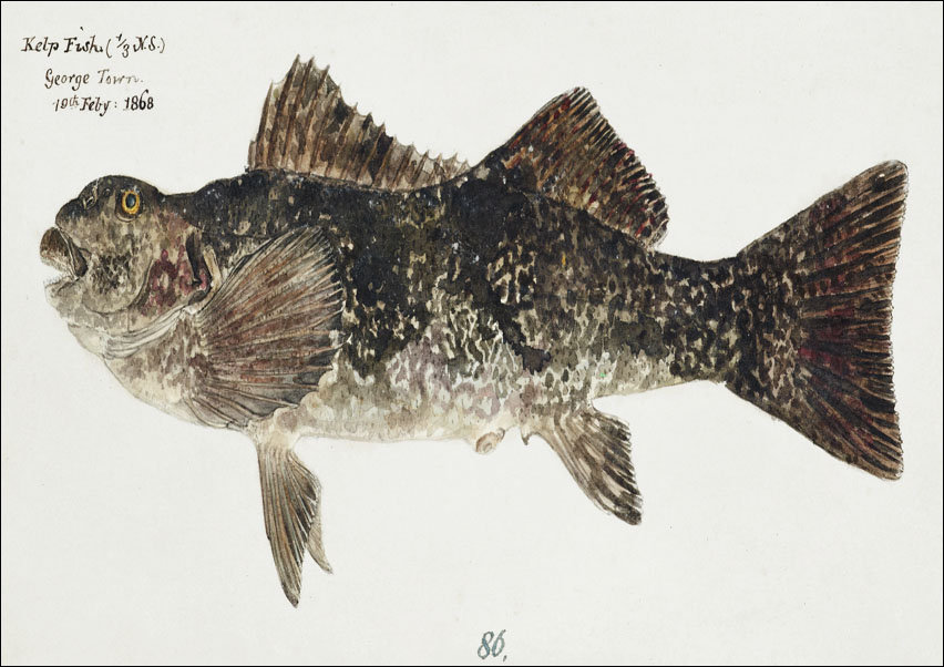 Antique fish aplodactylus arctidens marblefish keke, F. E. Clarke ...