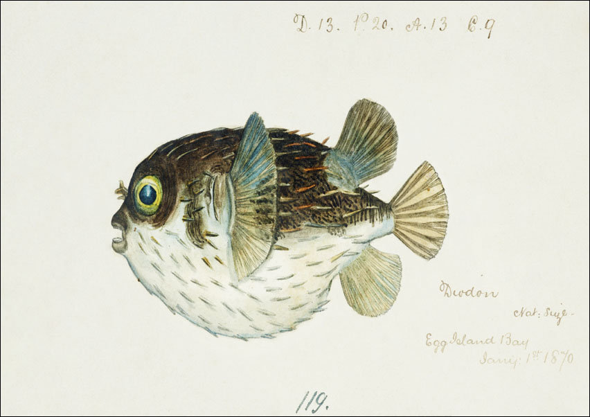 Antique fish diodon sp porcupine fish, F. E. Clarke - plakat 70x50 cm ...