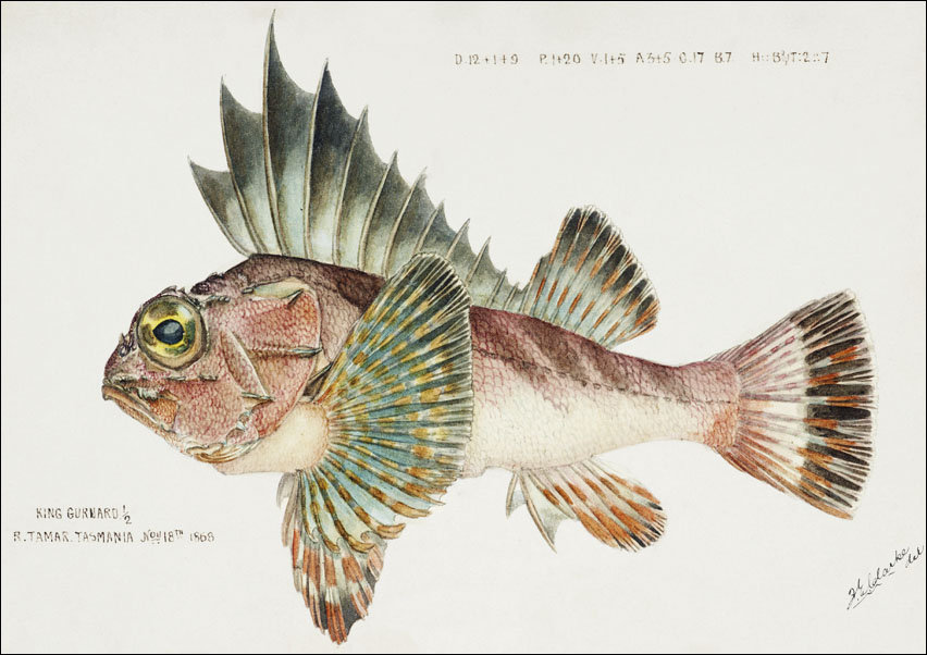 Antique fish neosebastes scorpaenoides ruddy gurnard perch, F. E ...