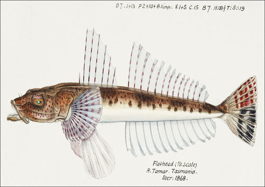 Antique fish platycephalus sp flathead, F. E. Clarke - plakat 84,1x59,4 ...