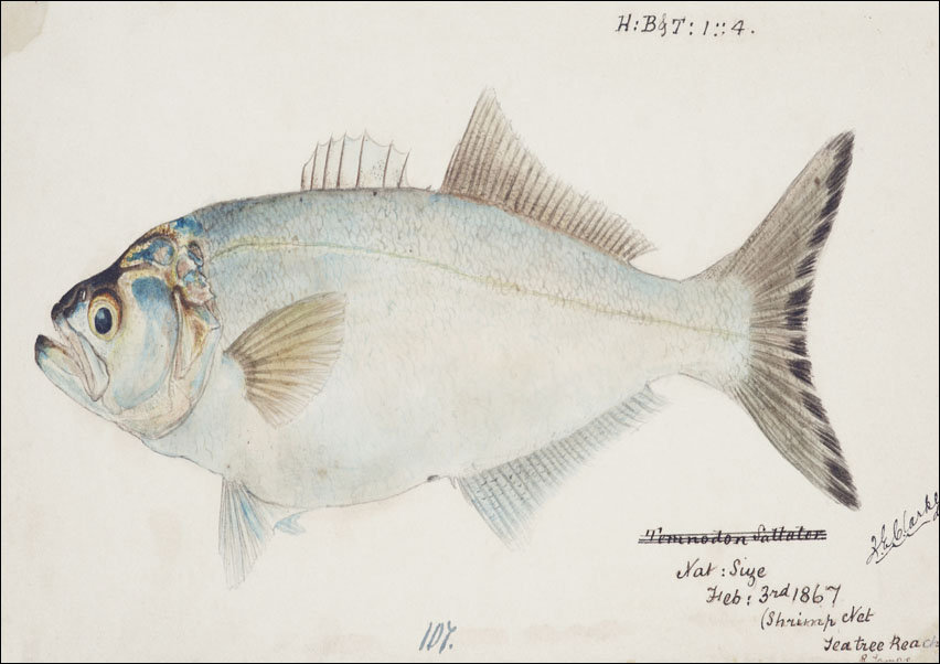 Antique fish possibly pomatomus saltatrix tailor, F. E. Clarke - plakat ...