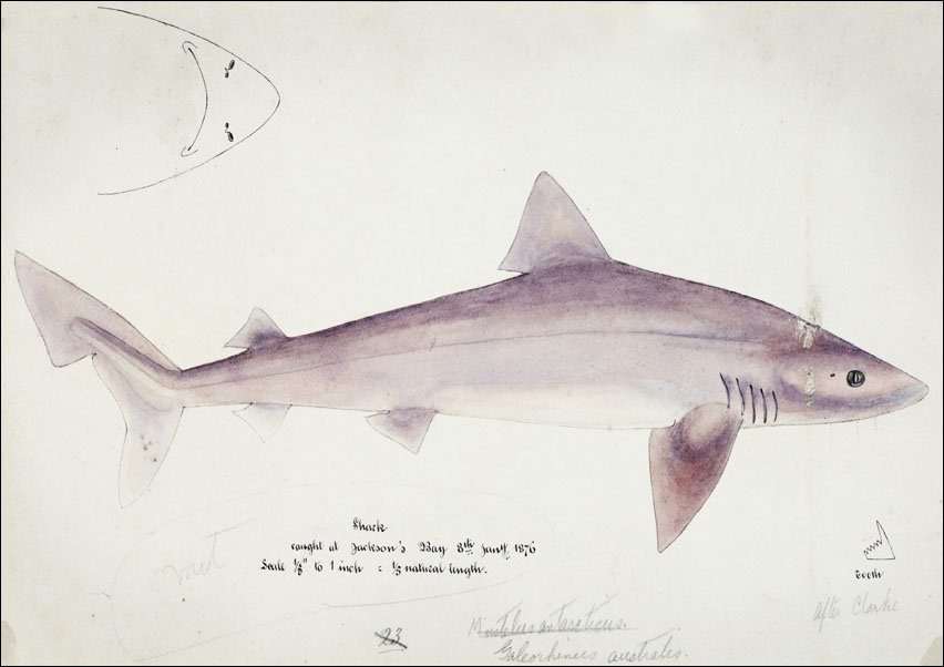 Antique fish Requiem shark, F. E. Clarke - plakat 70x50 cm - Galeria ...