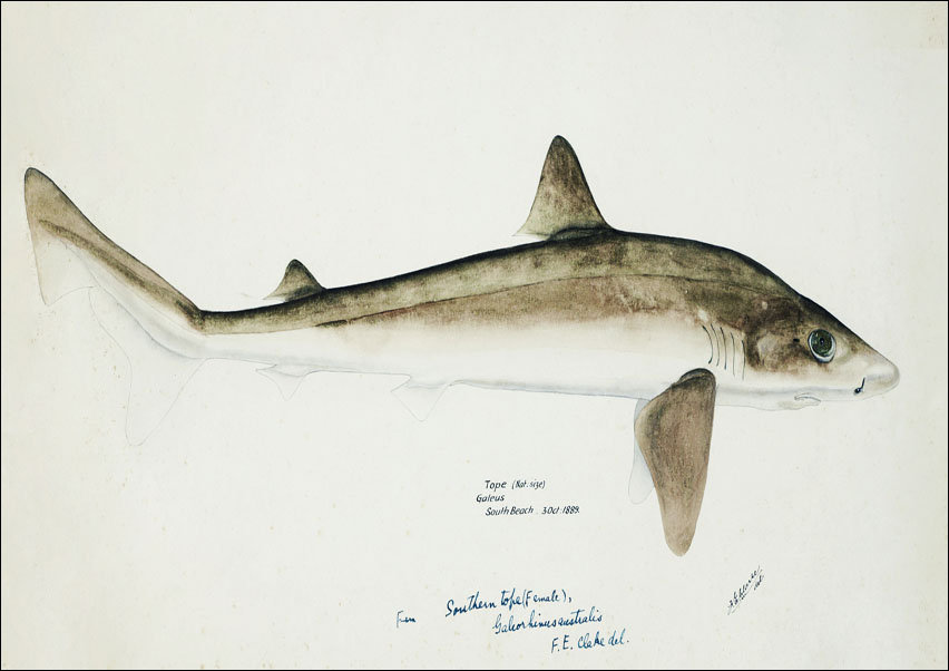 Antique fish Requiem Shark, F. E. Clarke - plakat 91,5x61 cm - Galeria ...