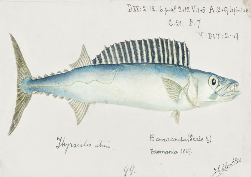 Antique fish thyrsites atun barracouta, F. E. Clarke - plakat 40x30 cm ...