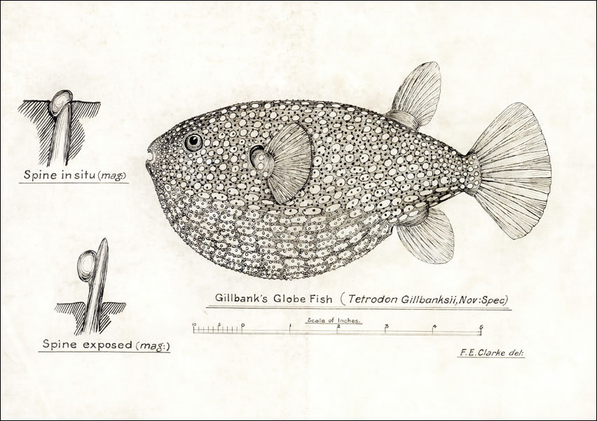 Antique Gillbanks Globe fish, F. E. Clarke - plakat 84,1x59,4 cm ...