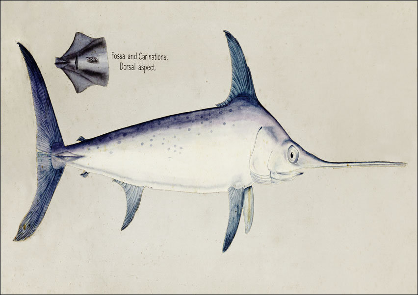 Antique Sword fish, F. E. Clarke - plakat 40x30 cm - Galeria Plakatu ...