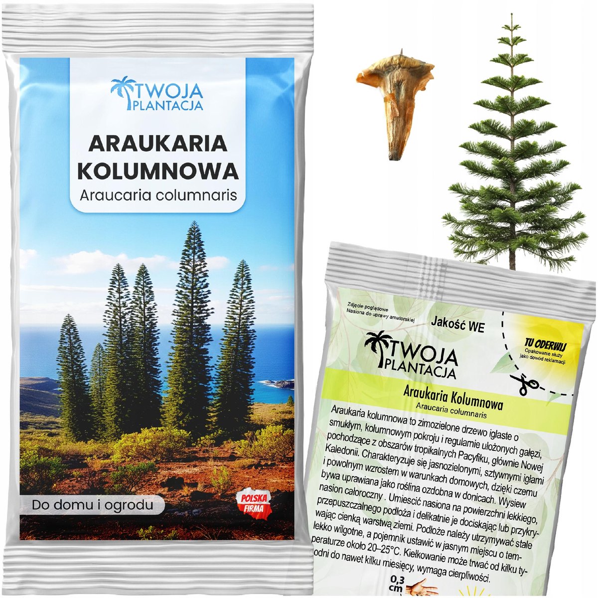 ARAUKARIA KOLUMNOWA - Araucaria Columnaris Choinka do domu 1szt ...