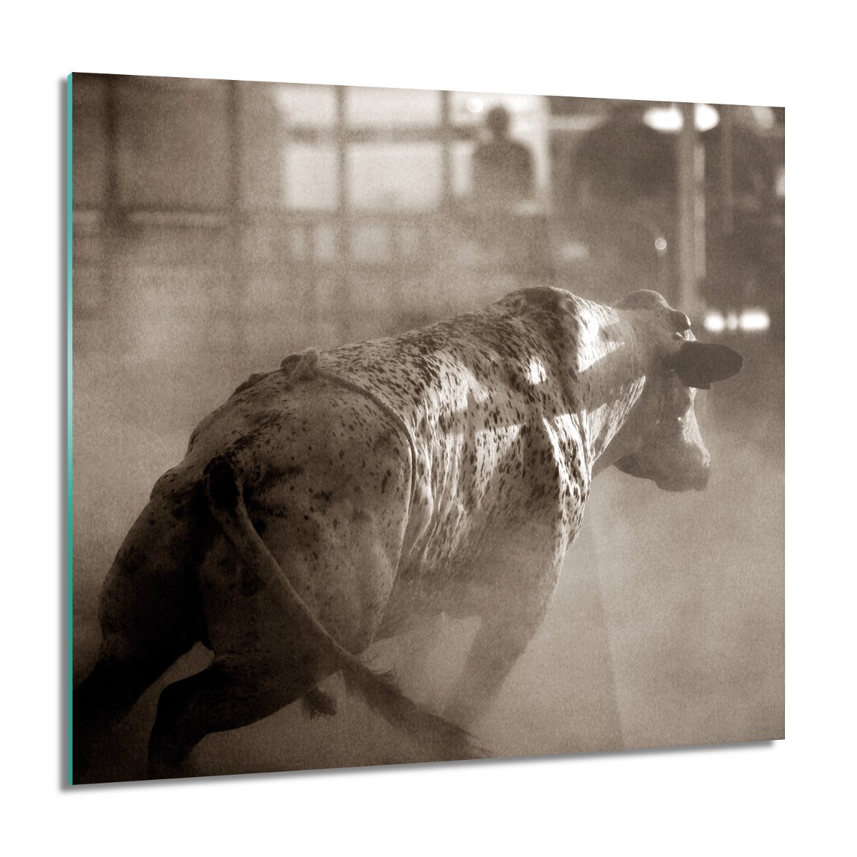 ArtprintCave, Byk rodeo grafika Obraz szklany, 60x60 cm do łazienki ...