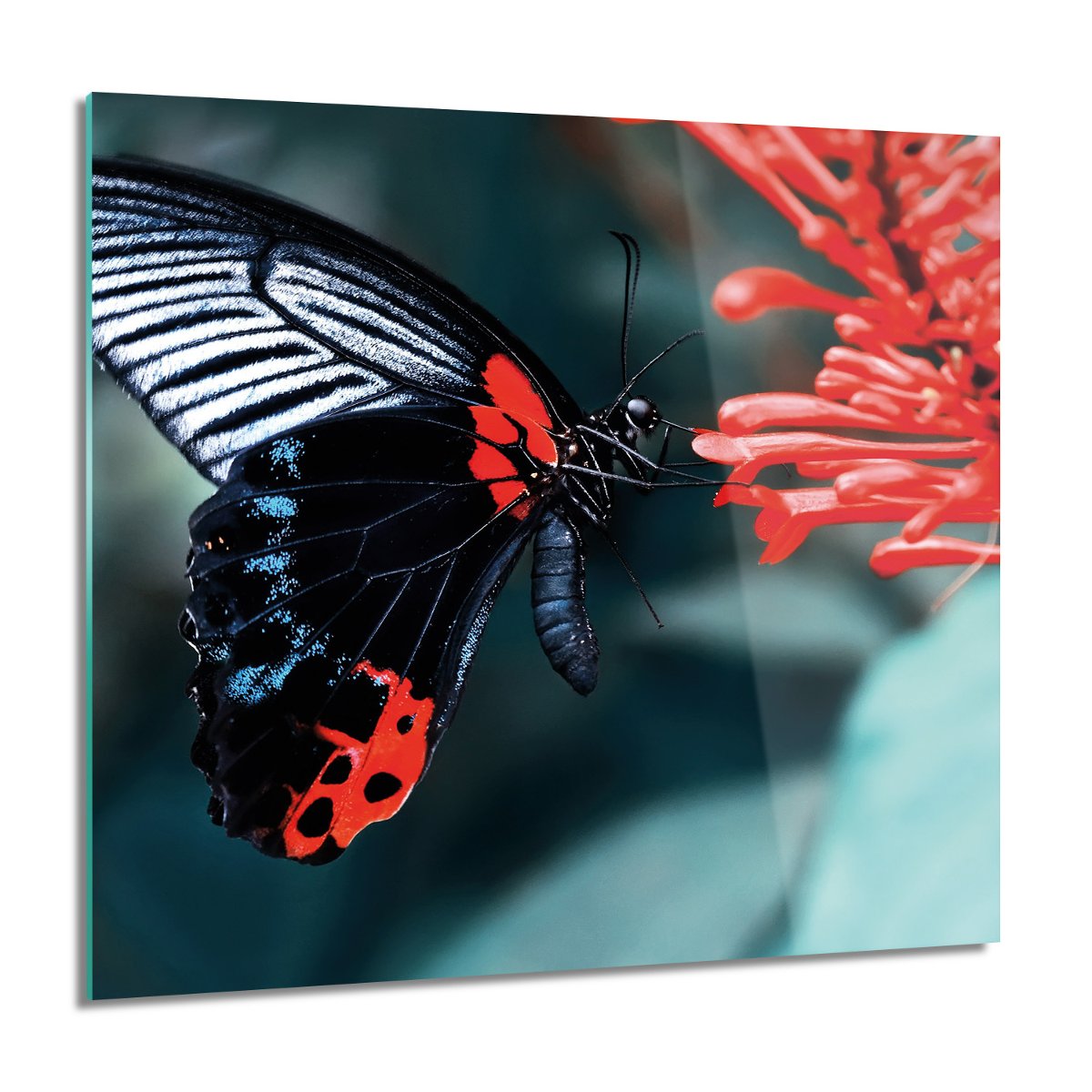 ArtprintCave, Czarny motyl owad nowoczesne Foto na szkle, 60x60 cm ...