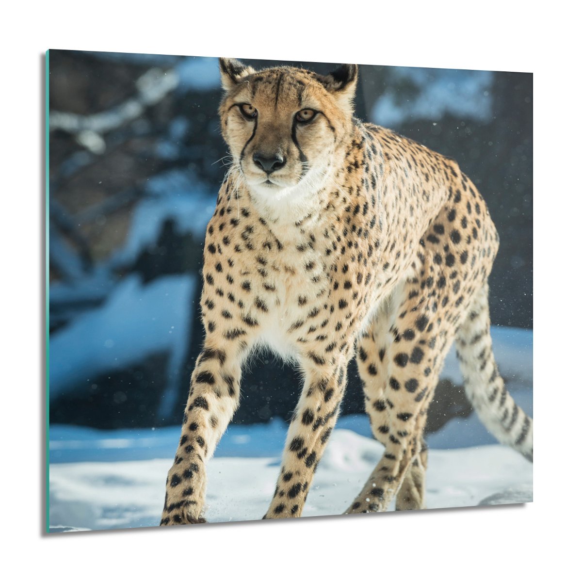 ArtprintCave, Gepard zima śnieg Obraz na szkle na ścianę, 60x60 cm ...