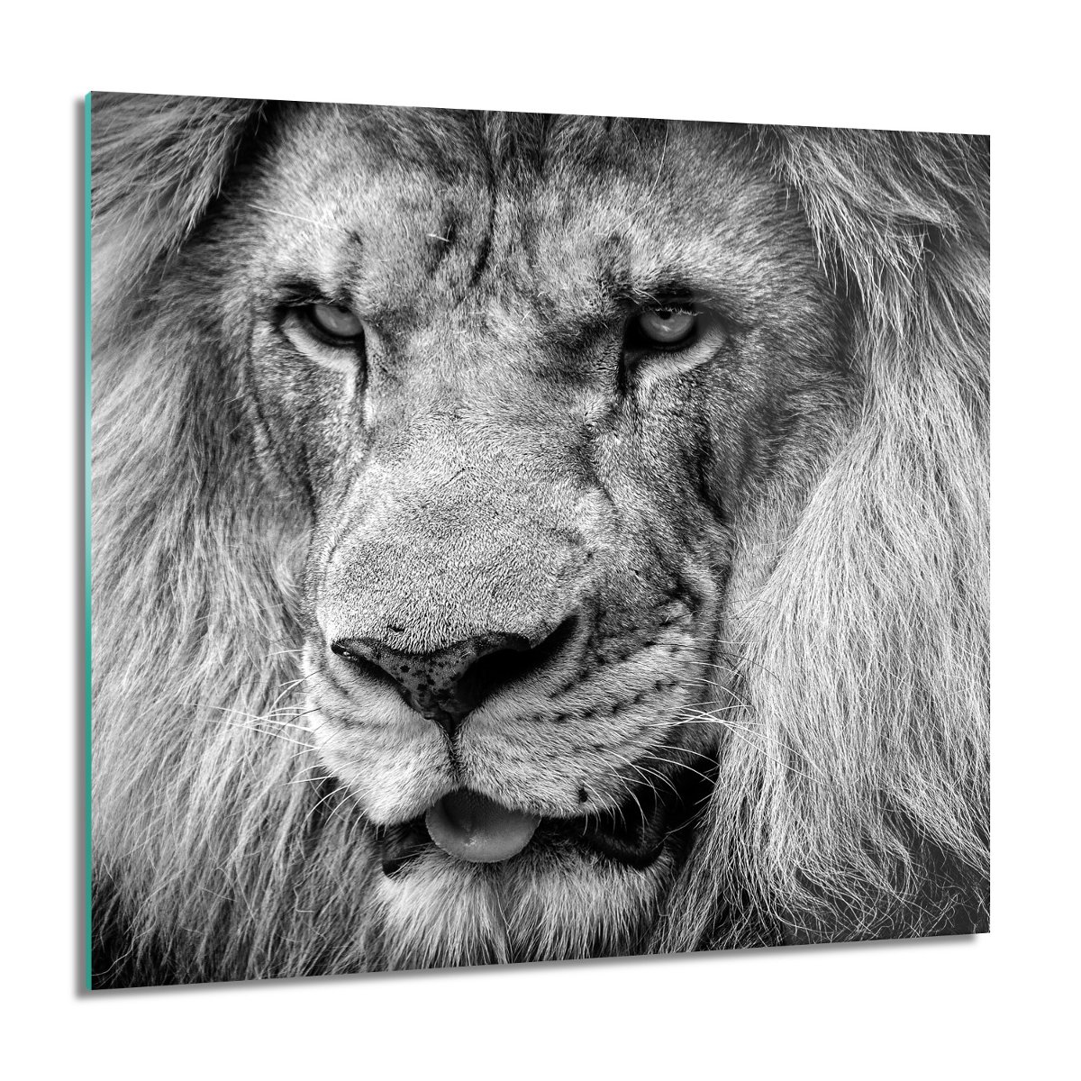 ArtprintCave, Lew zwierze foto szklane na ścianę, 60x60 cm ...