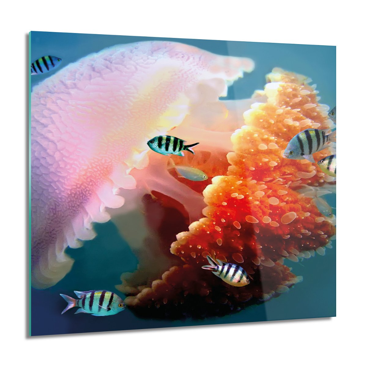 ArtprintCave, Meduza ryby kwadrat obraz na szkle ścienny, 60x60 cm ...