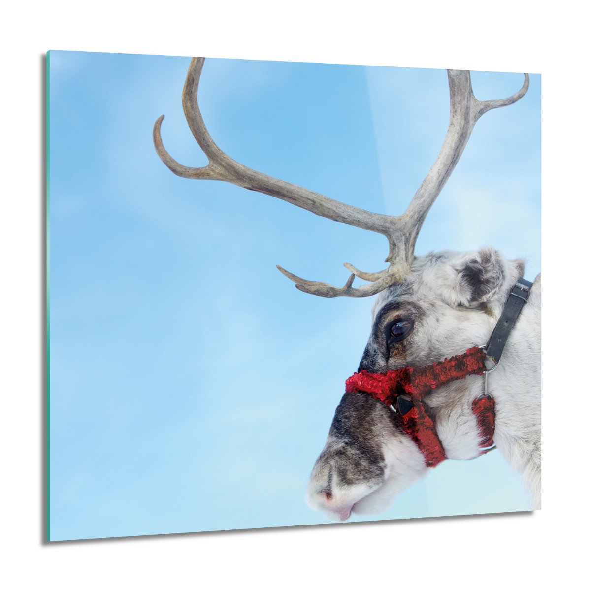 ArtprintCave, Obraz na szkle, Renifer święta rogi, 60x60 cm ...