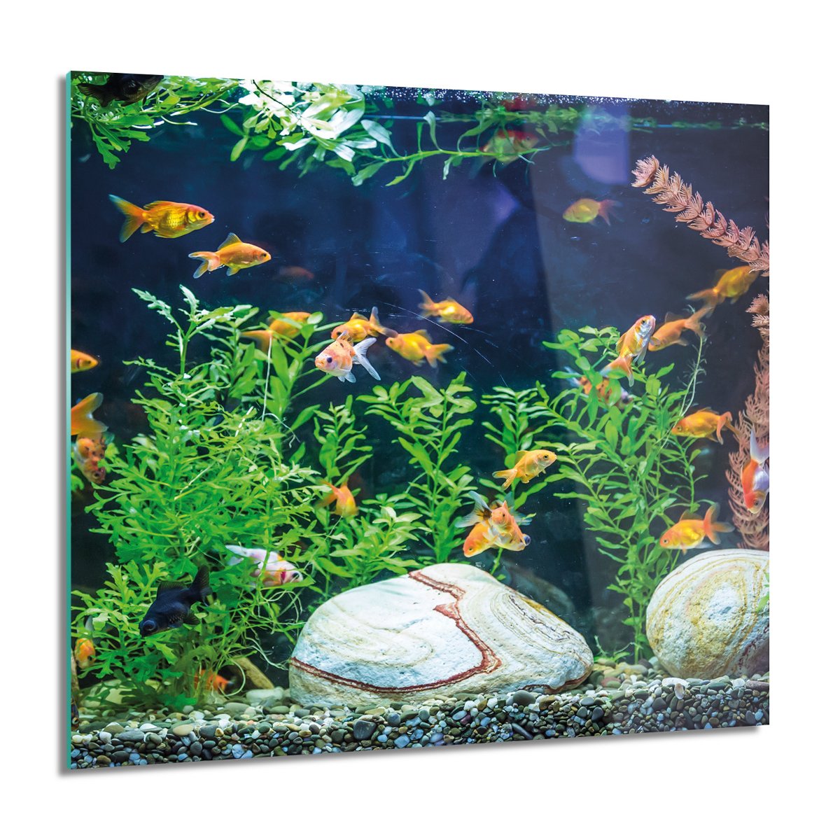 ArtprintCave, Obraz na szkle, Ryby akwarium, 60x60 cm - ArtPrintCave ...